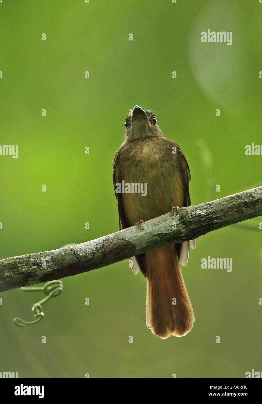 Northern King Flycatcher (Onychorhynchus coronatus mexicanus), adult ...