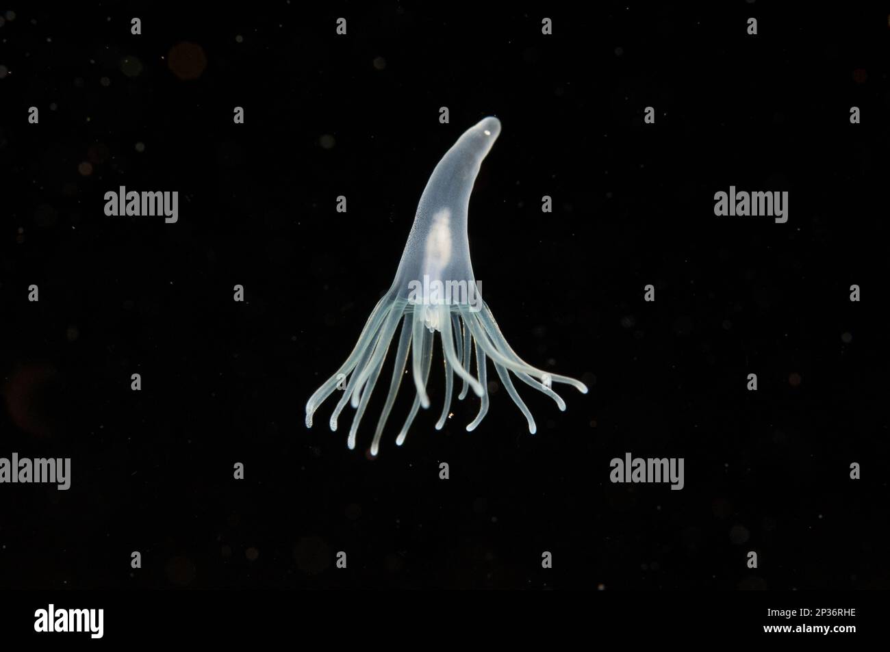 Coral, polyp floating in water column at night, Seraya, Bali, Lesser ...