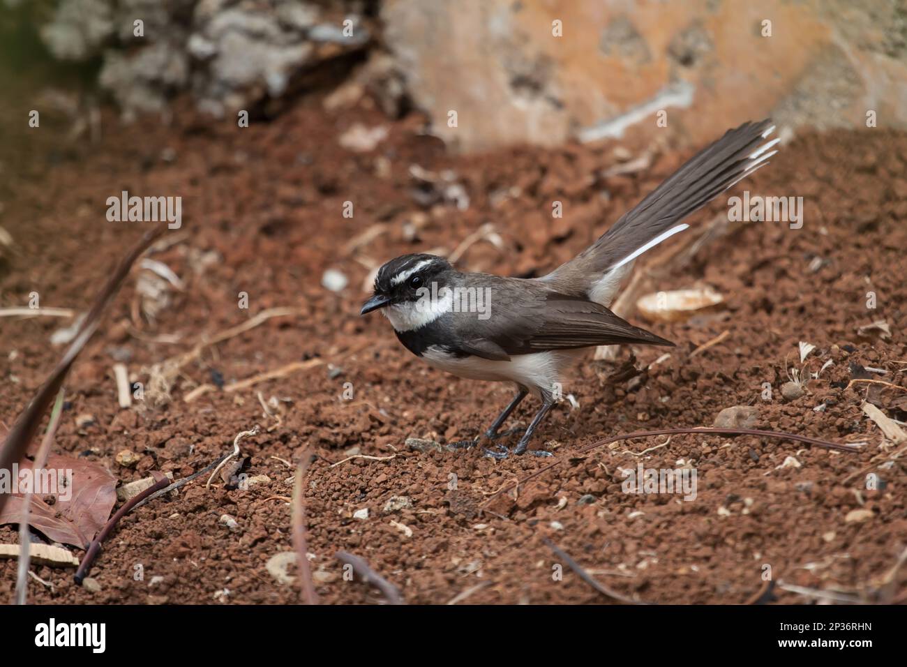 Philippine Pied Fantail (Rhipidura nigritorquis) adult, standing on ...