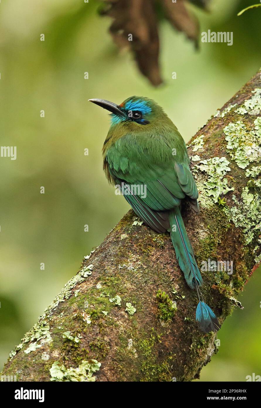 Keel-billed Motmot (Electron carinatum), adult, sitting on a branch ...