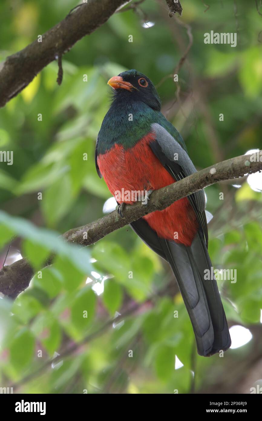 Slaty-tailed Trogon (Trogon massena), adult male, sitting on a branch ...