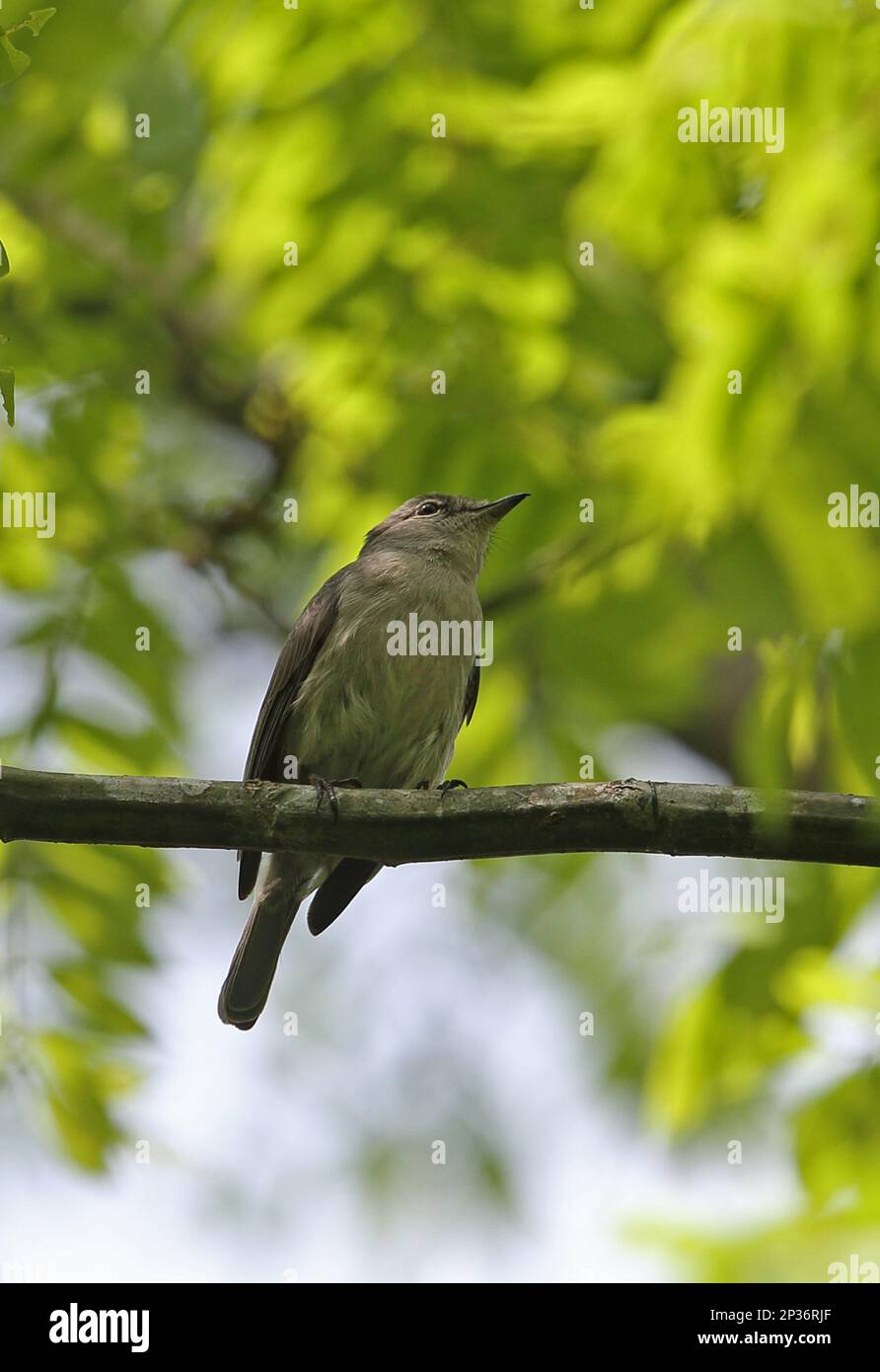 Hardy Flycatcher, songbirds, animals, birds, Ashy Flycatcher (Muscicapa ...