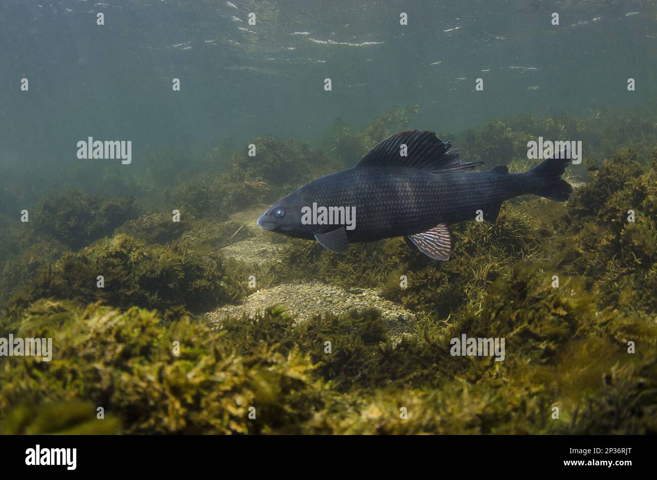 Grayling (Thymallus thymallus) adult male, swimming in river, River ...