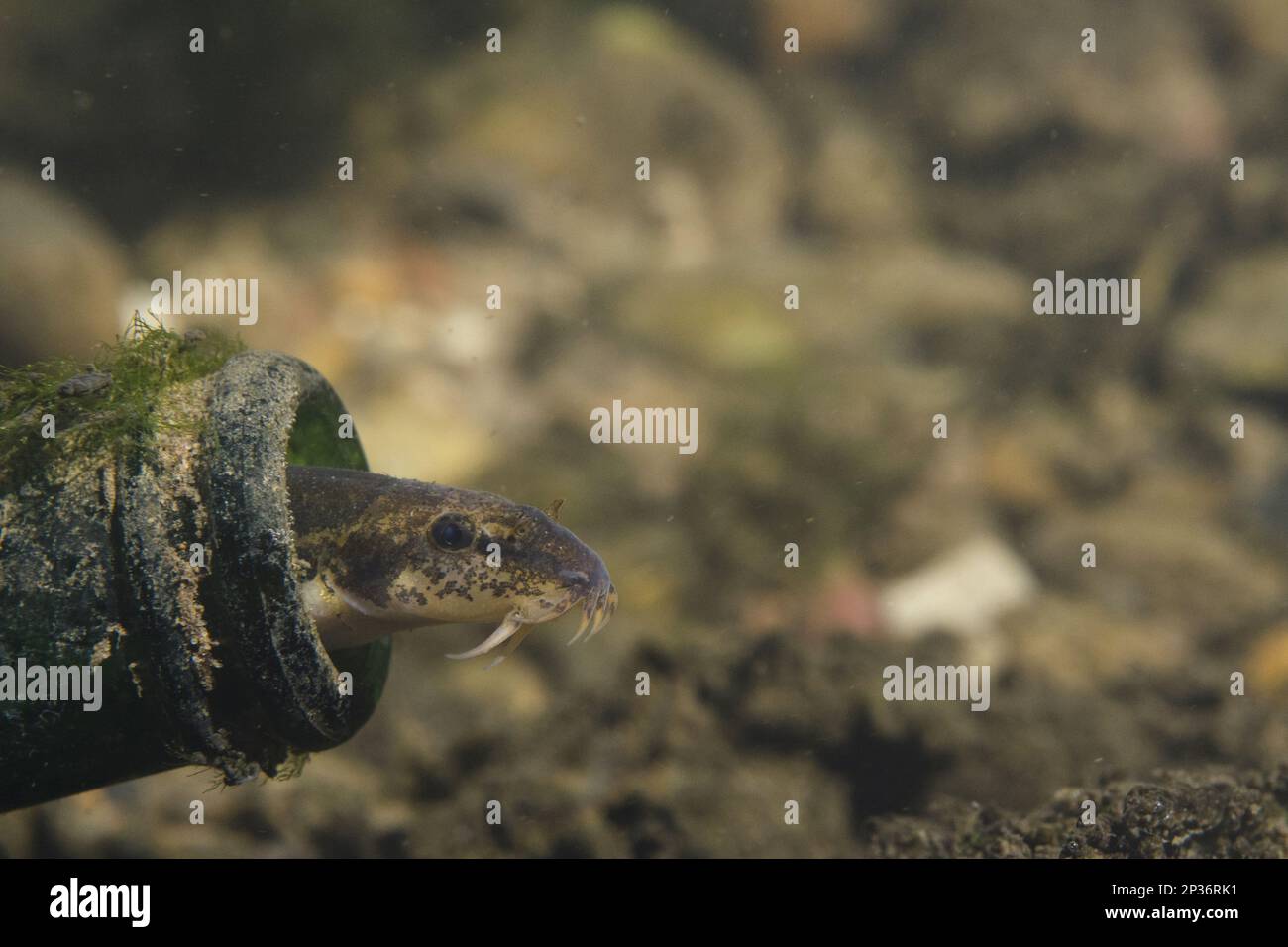Stone Loach (Noemacheilus barbatulus) adult, sheltering in glass bottle ...