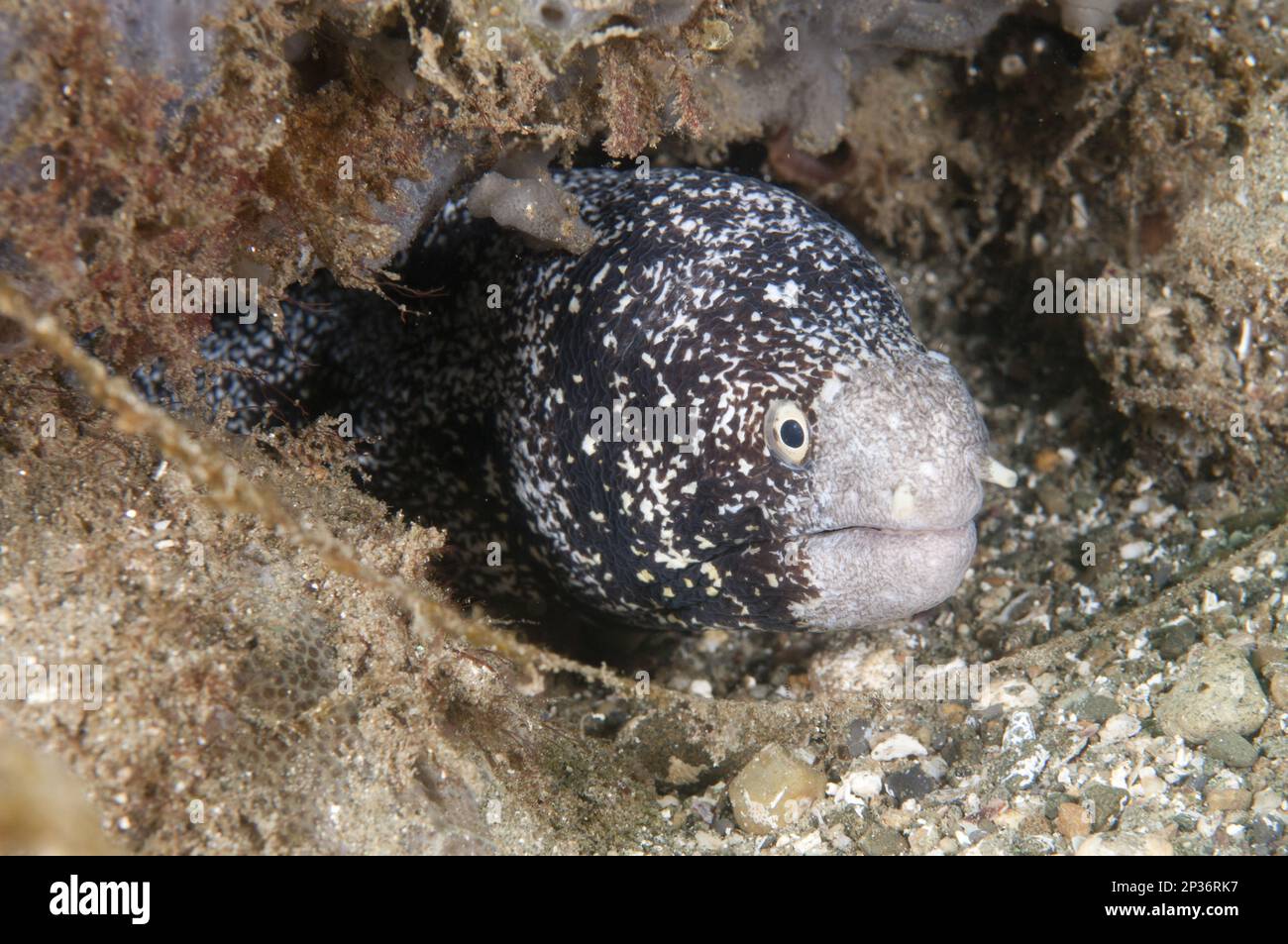 Star morays hi-res stock photography and images - Alamy