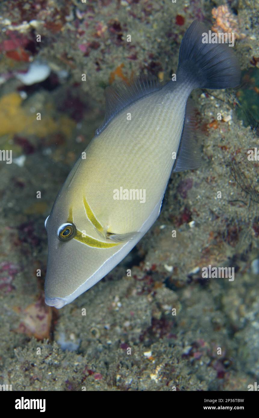Boomerang triggerfish hi-res stock photography and images - Alamy