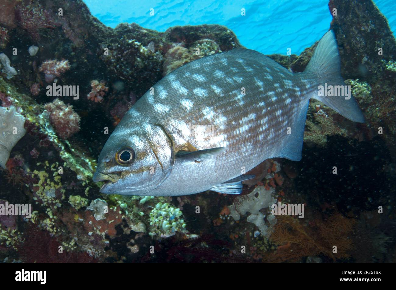 Pacific drummer fish hi-res stock photography and images - Alamy