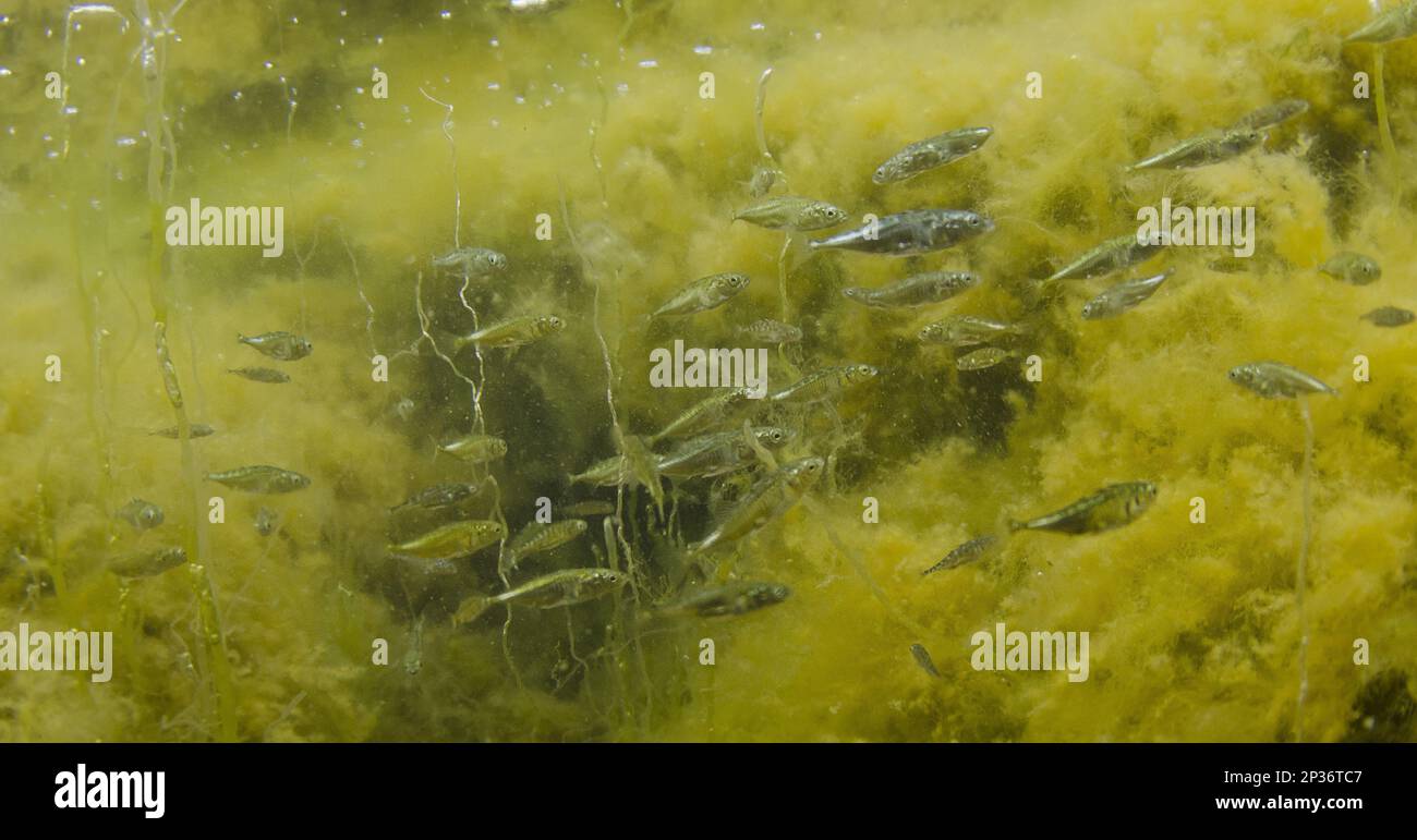 Three-spined Stickleback (Gasterosteus aculeatus) marine form, shoal ...