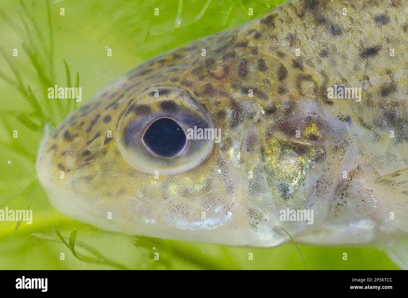 Eurasian Ruffe (Gymnocephalus cernua) adult, close-up of head, in tank ...