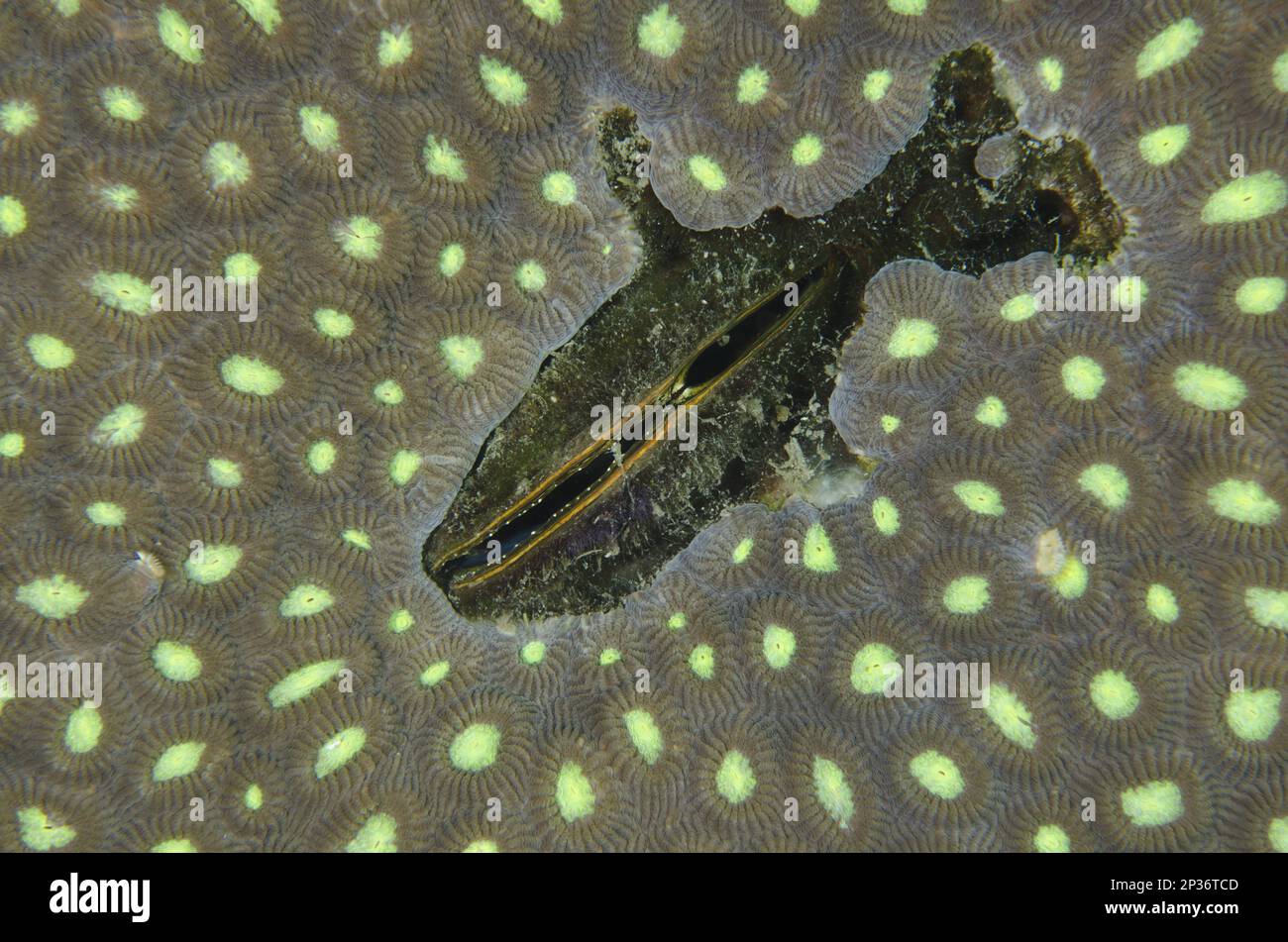 Box mussel (Septifer bilocularis) adult, in stony coral (Diploastrea ...