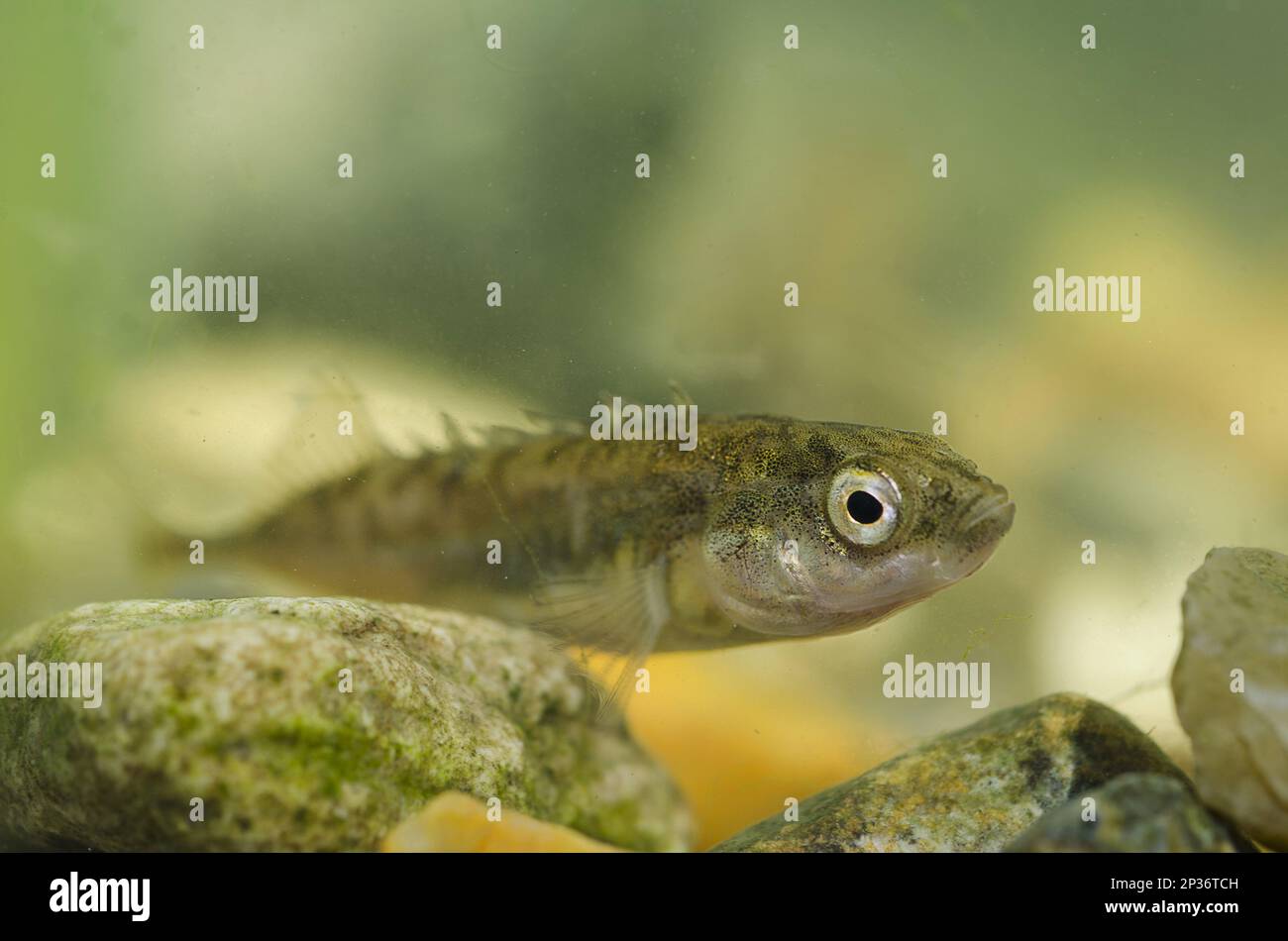 Dwarf sticklebacks hi-res stock photography and images - Alamy
