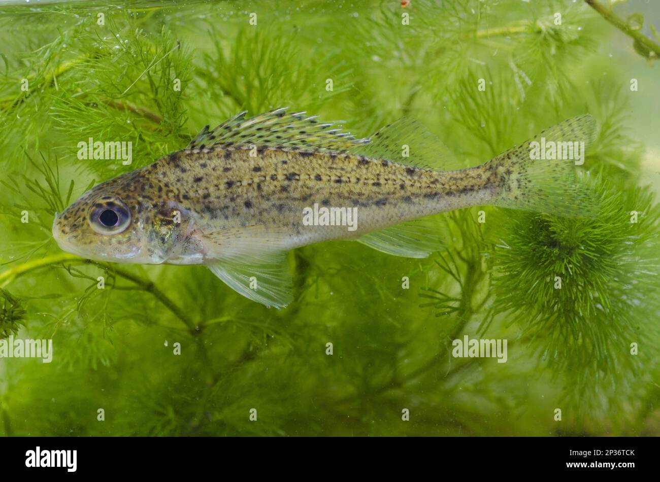 Eurasian ruffe hi-res stock photography and images - Alamy