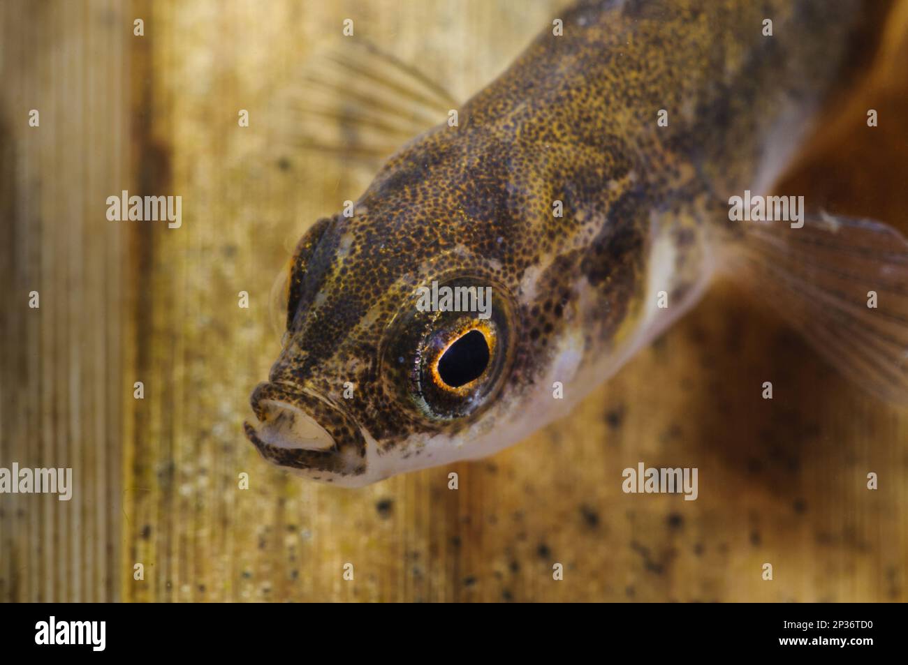 Dwarf sticklebacks hi-res stock photography and images - Alamy