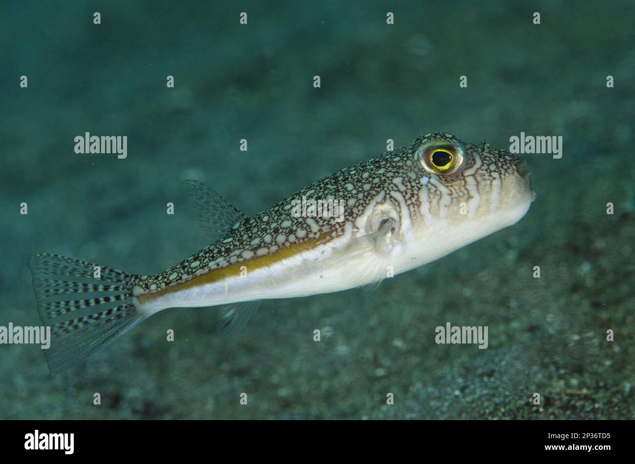Short-winged Puffbird (Torquigener brevipinnis) adult, swimming, Lembeh ...