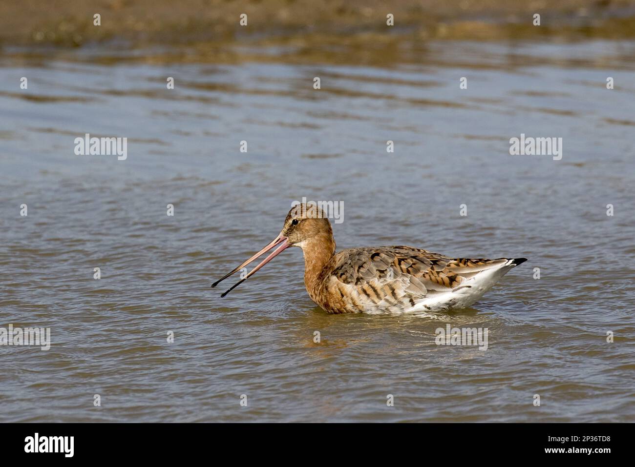 Black-tailed Godwit moults into summer plumage Stock Photo - Alamy