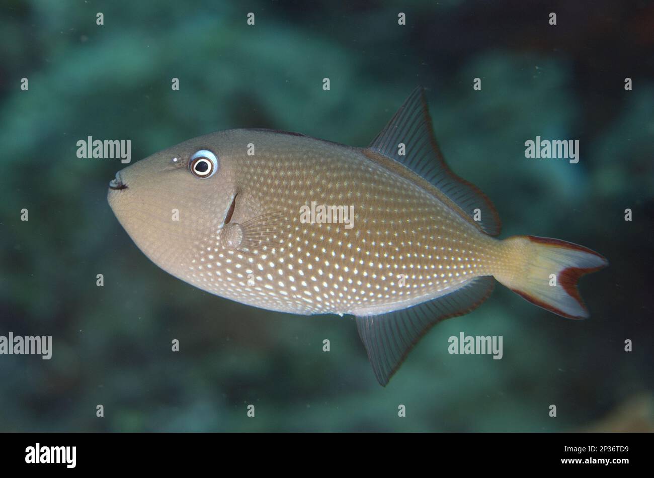 Gilded triggerfish (Xanthichthys auromarginatus), Blue-throated ...