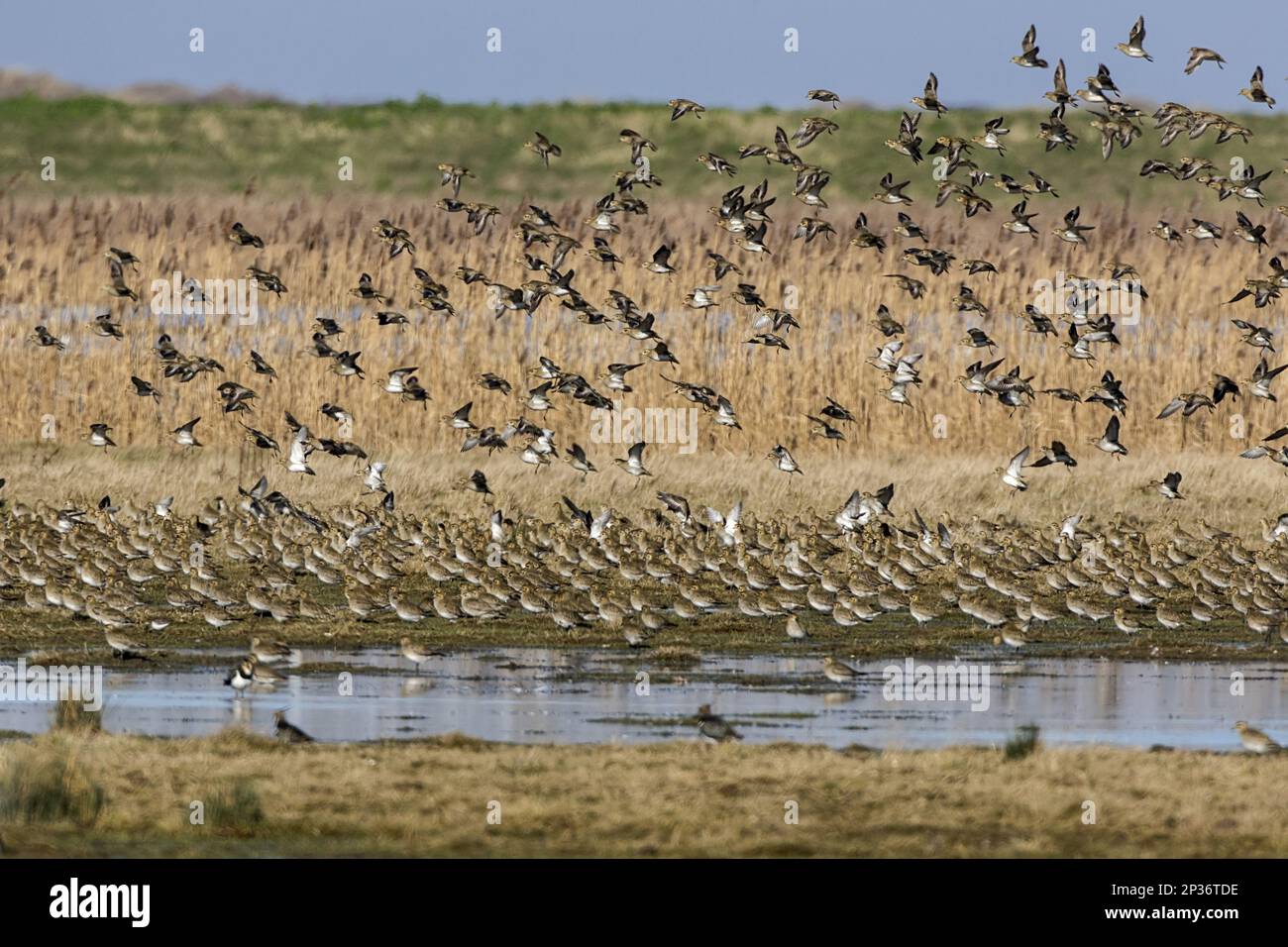Winter plumage Golden plover, flocks flying, Deepdale Marsh Norfolk ...