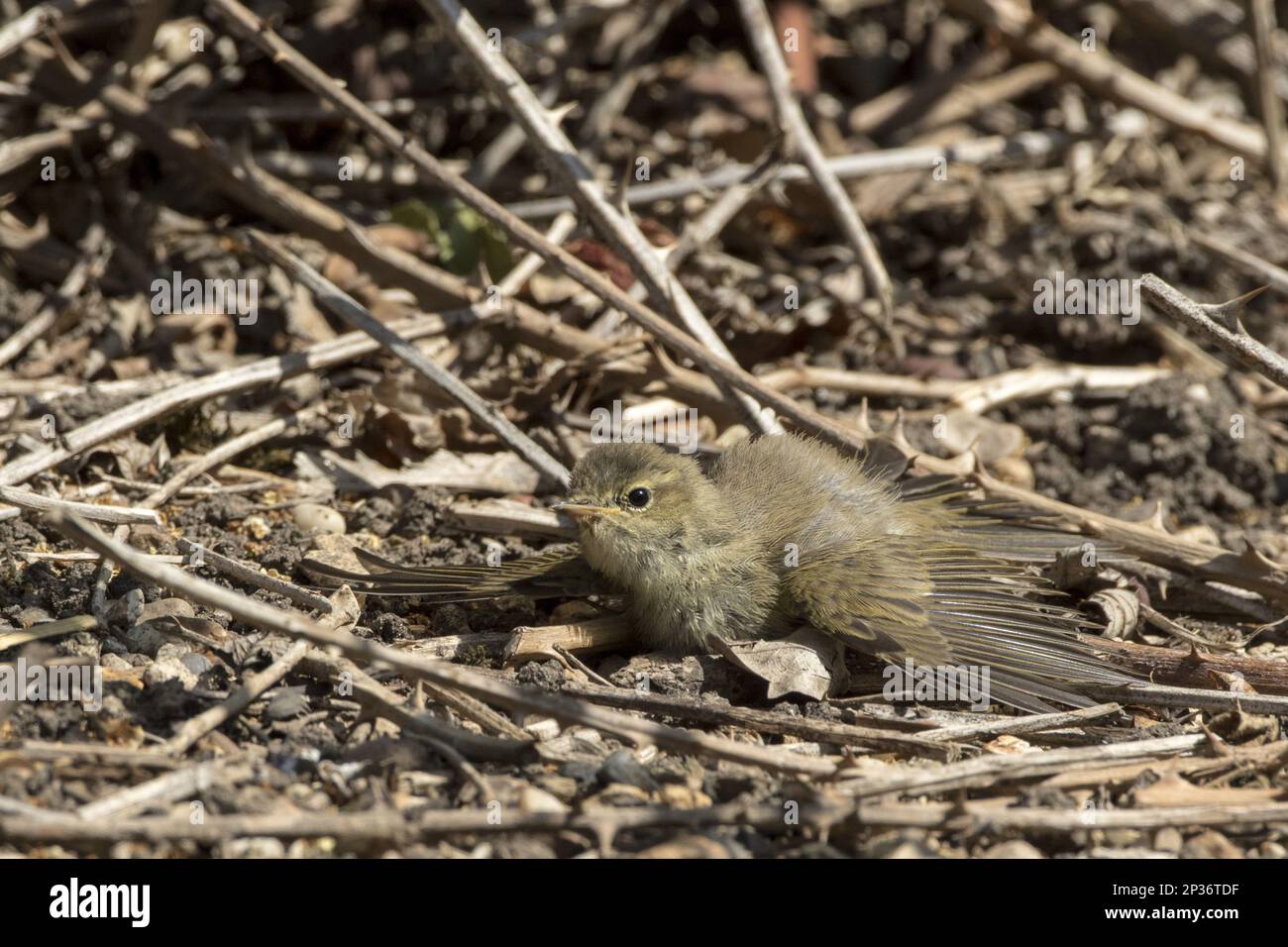Chiffchaff, Chiffchaff, Willow Warbler, Songbirds, Animals, Birds ...