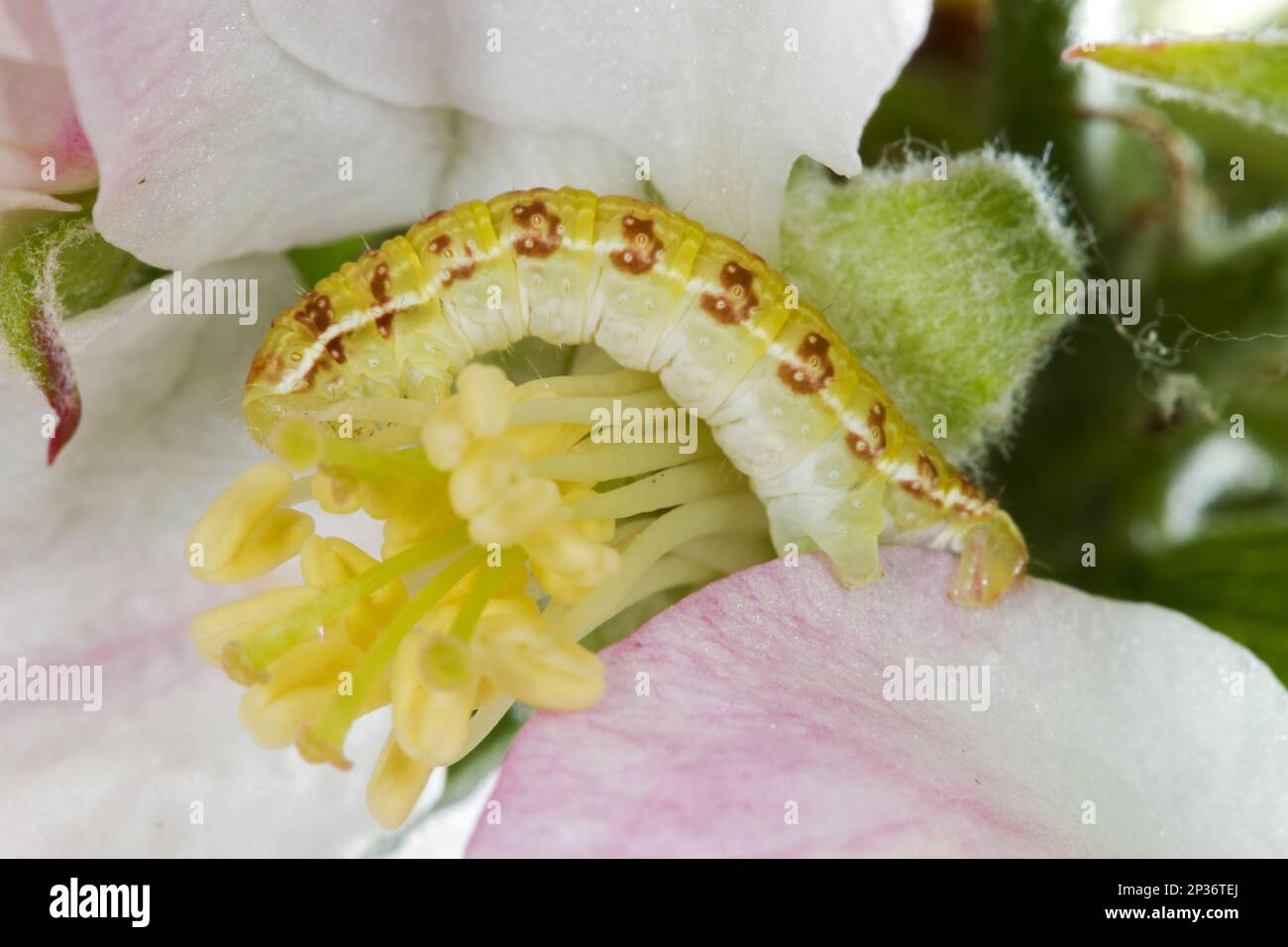 November Moth (Epirrita dilutata) full-grown larva, feeding on apple ...