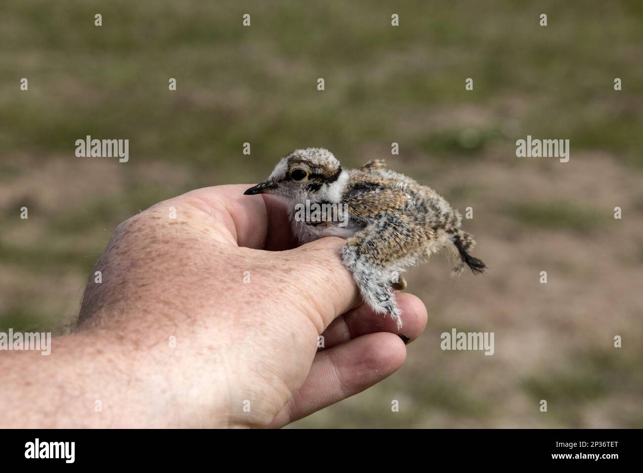 Little ringed plover chick is held in front of a BTO bird ring is ...