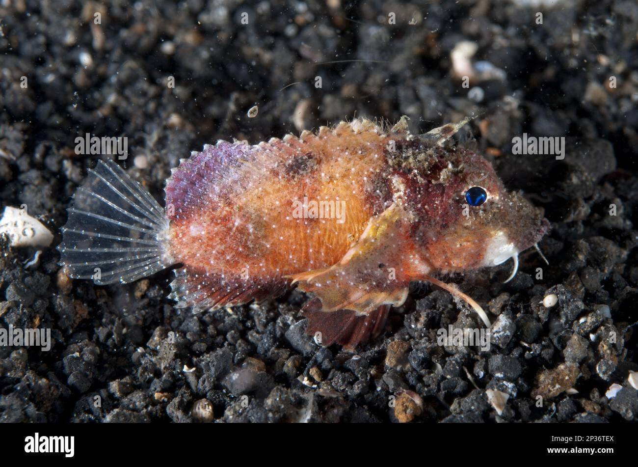 Stingfish (Pisces), Stingfish, Other animals, Animals, Dragonfish, Blue ...