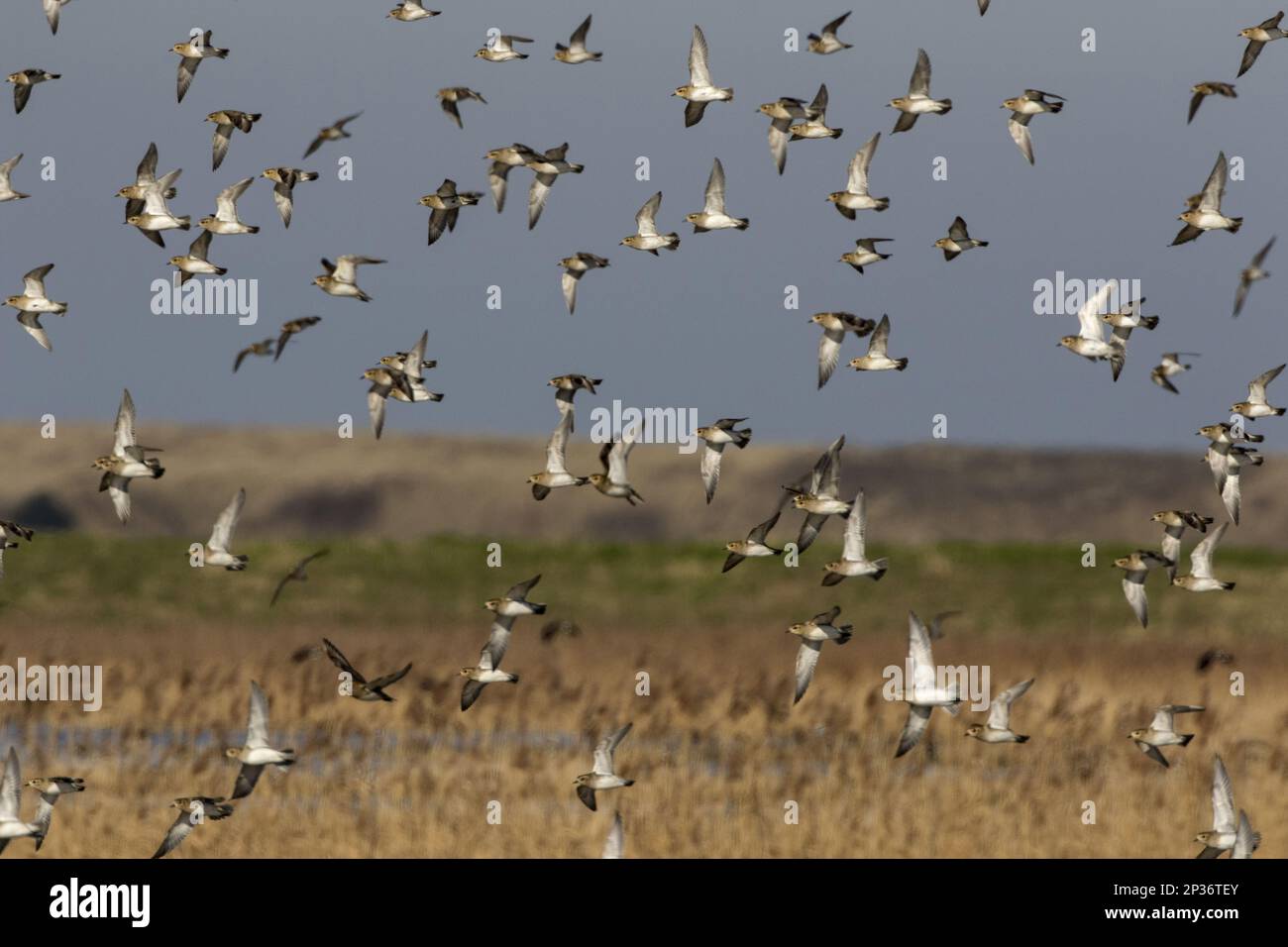 Golden plover winter plumage hi-res stock photography and images - Alamy
