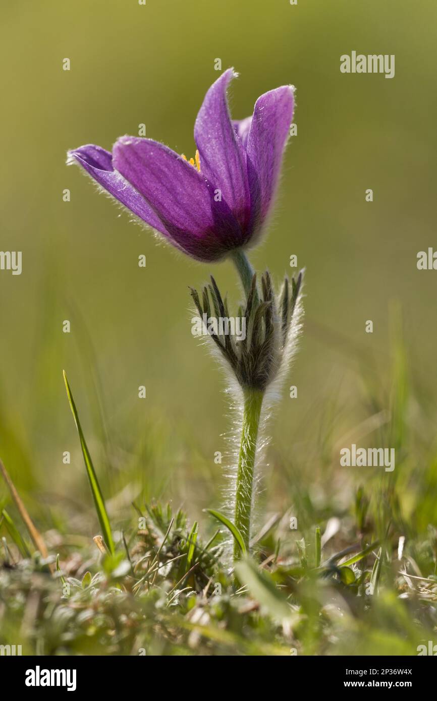 Pasqueflower (Pulsatilla vulgaris) flowering, growing in old limestone ...
