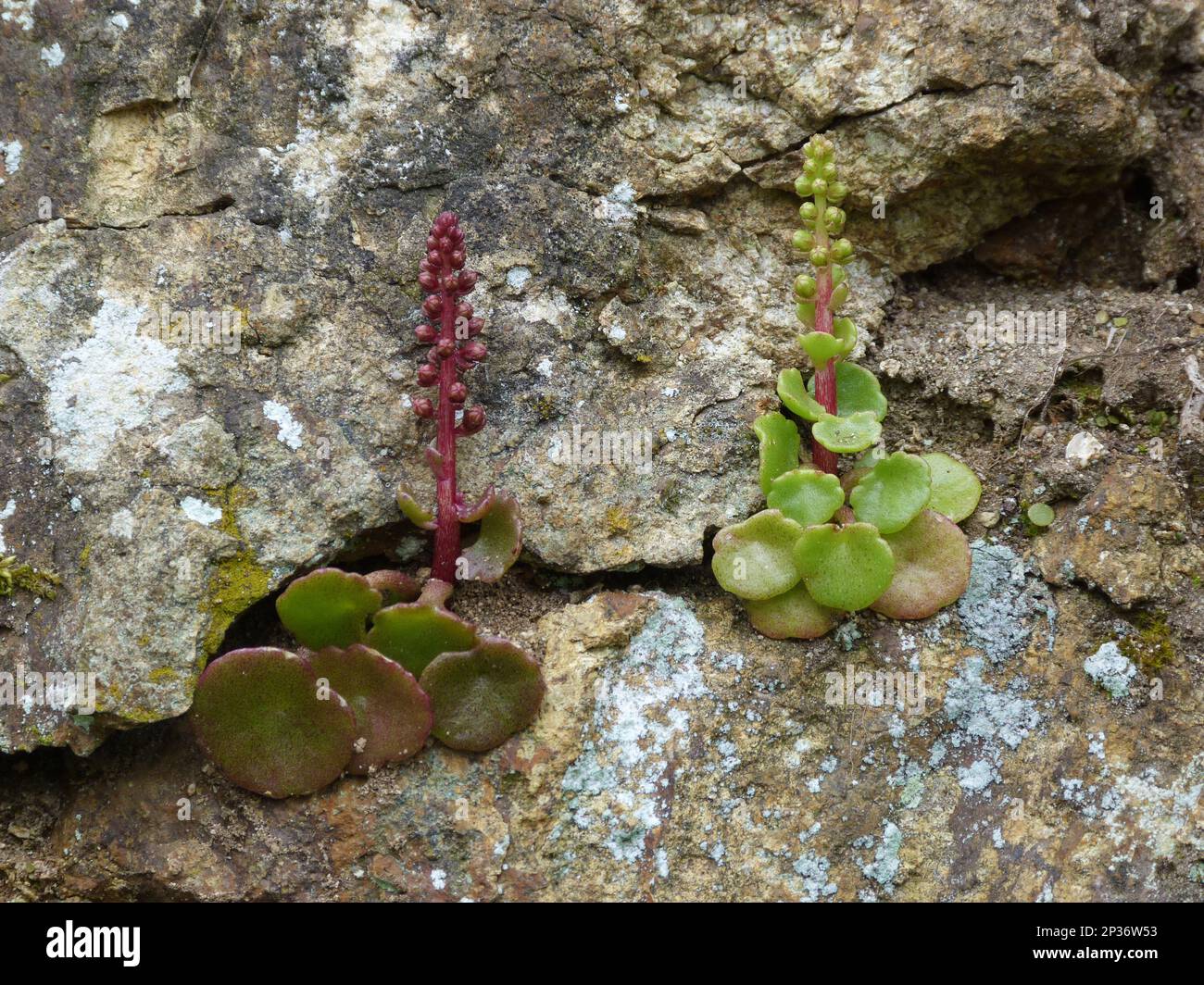 Navelwort (Umbilicus rupestris) red and green form, growing in rock ...