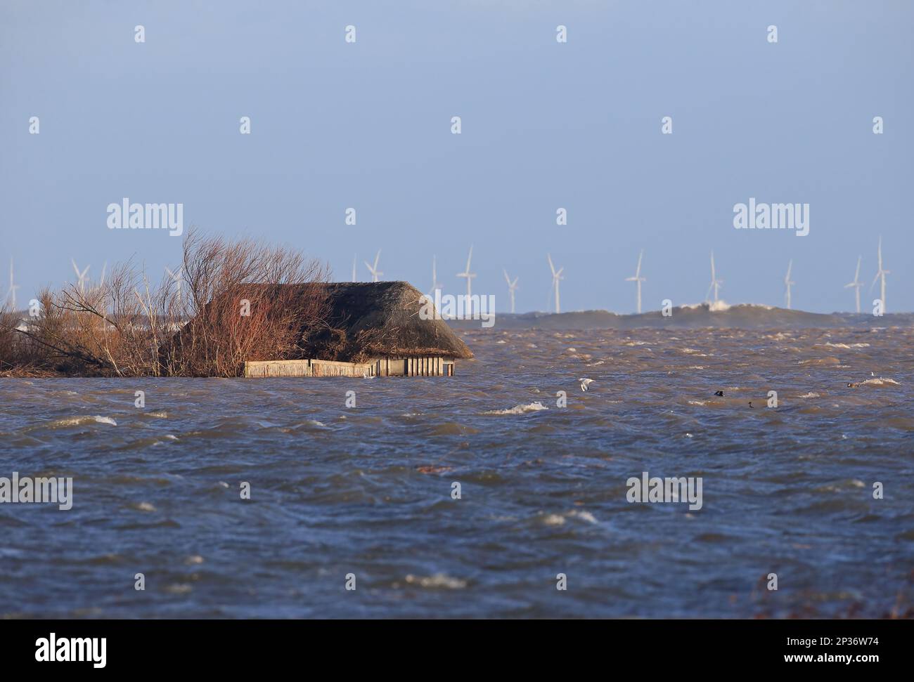 Flooded coastal marsh habitat and partially submerged post-flood ...