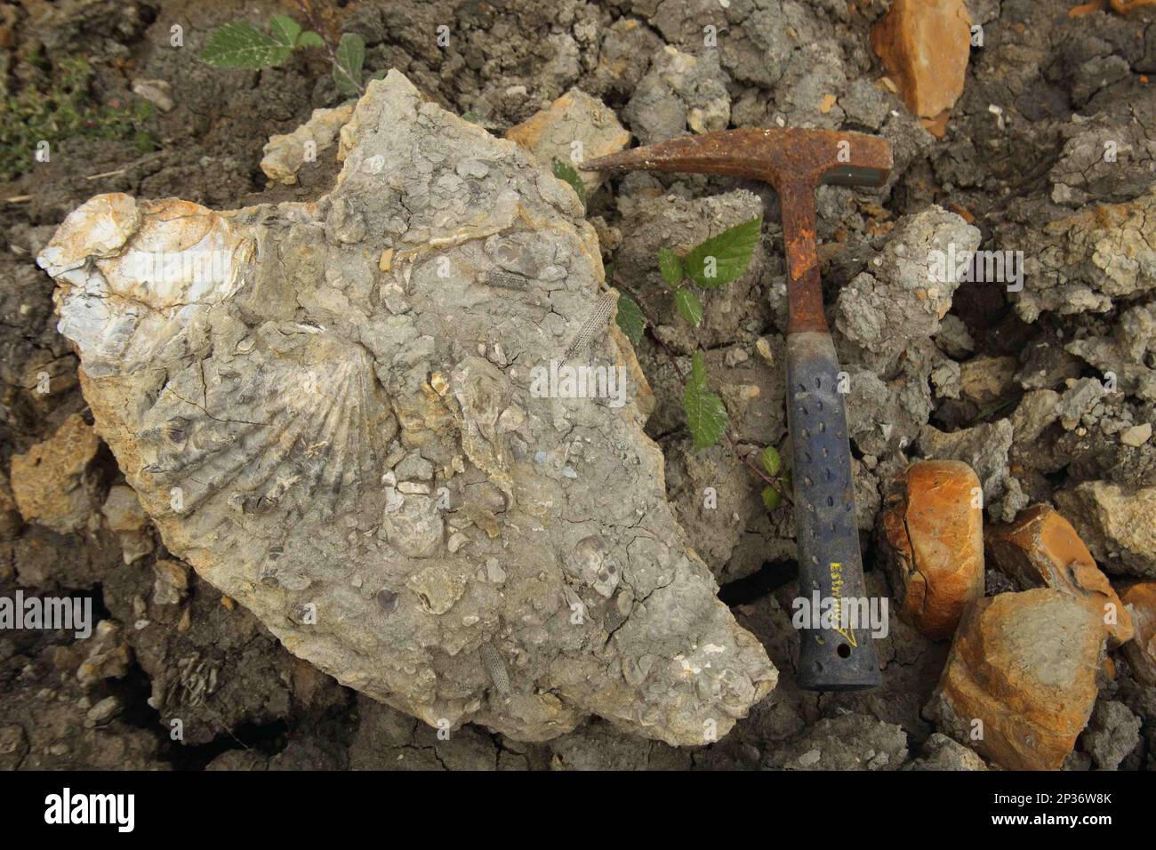 Fossils with fossil hammer, Osmington Mills, Dorset, England, United ...