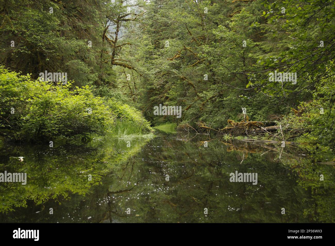 Tidal channel in estuarine forest, in temperate coastal rainforest ...