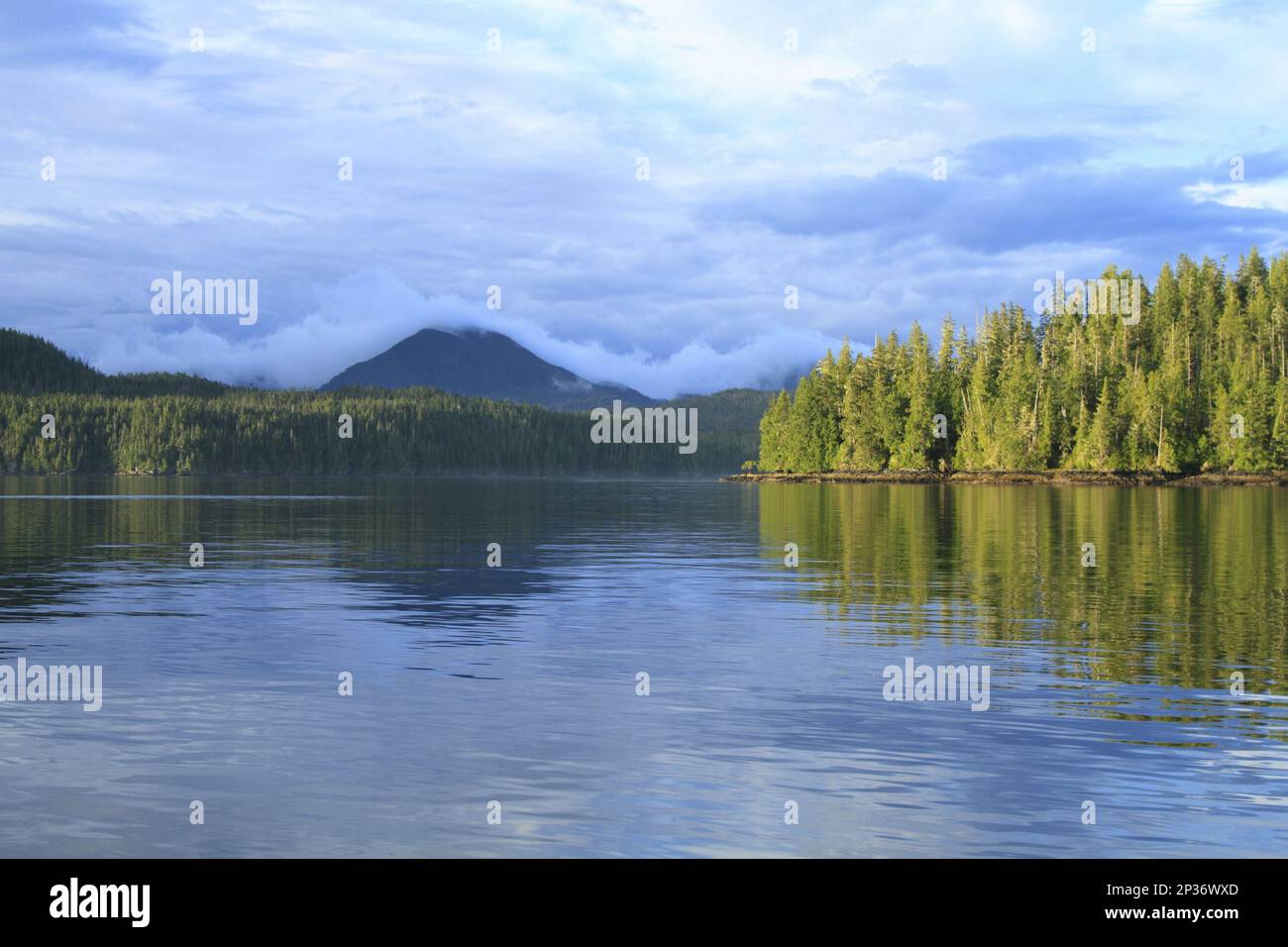 View of coastline and temperate coastal rainforest in evening, Lama ...