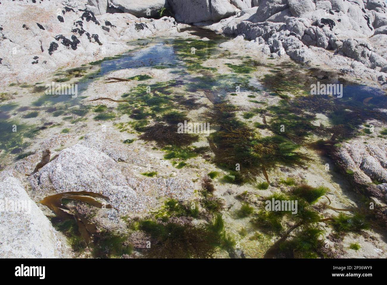 Rockpool on rocky coast at low tide, Jersey, Channel Islands Stock ...