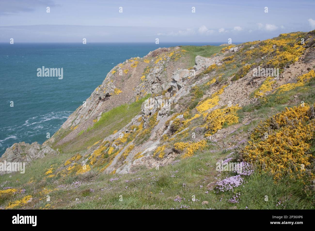 View of sea cliffs with spring flowers, Les Landes, Jersey, Channel ...