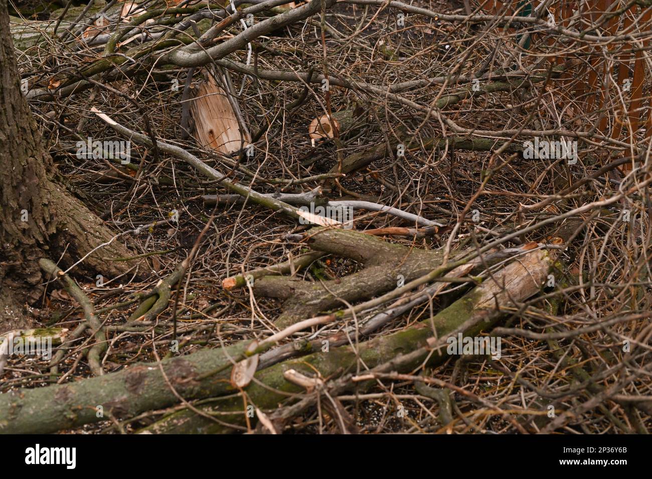 a bunch of cut and broken tree branches are lying around. High quality ...