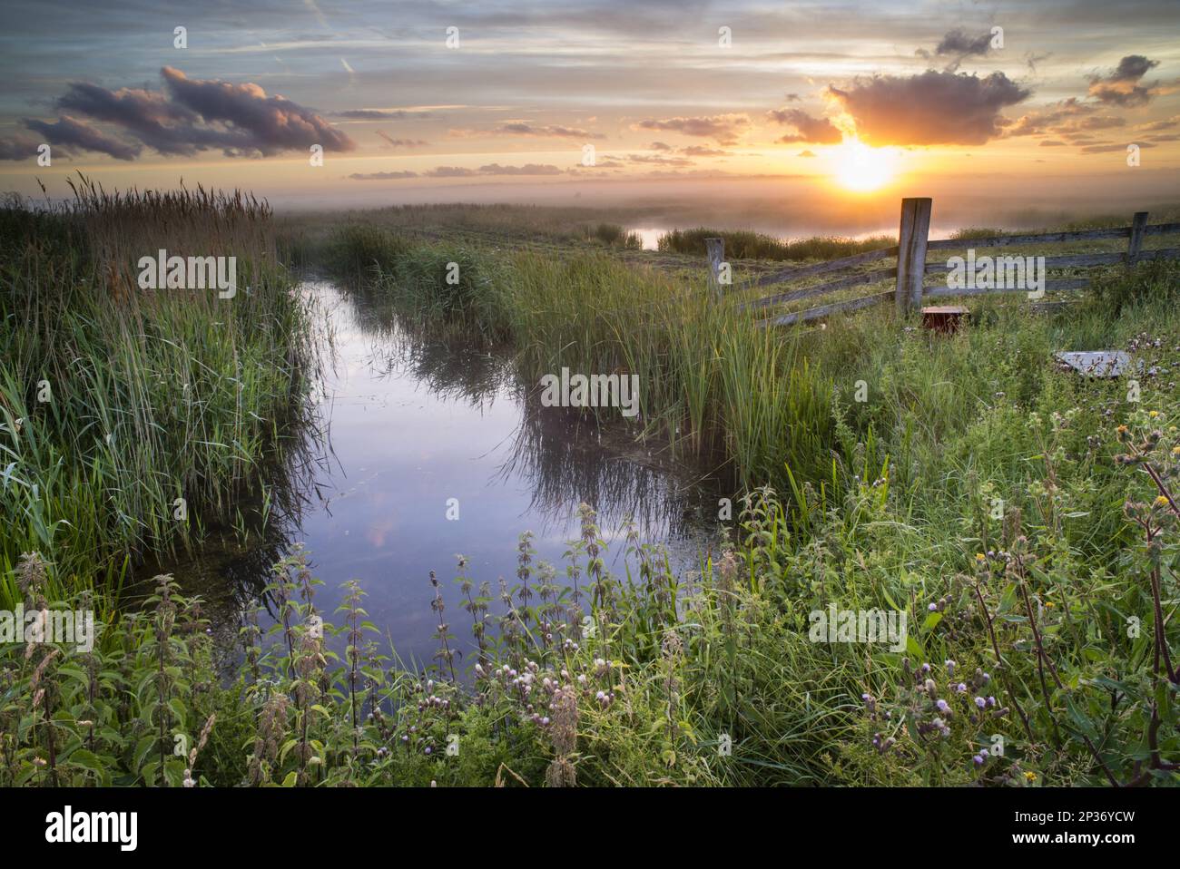 View of a water-filled ditch and reedbed on a coastal grazing marsh ...