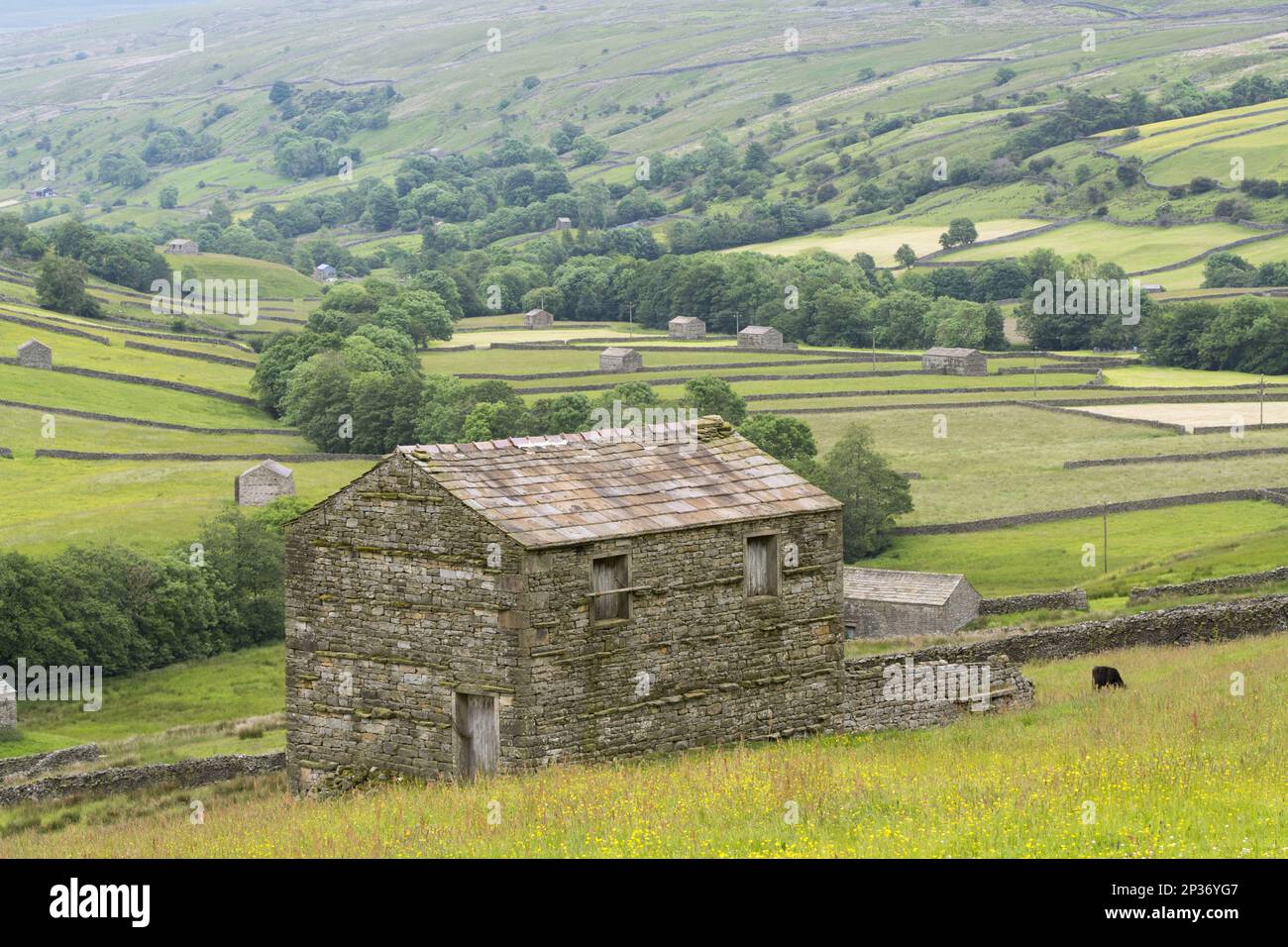Stone barn, fields and dry stone walls, view of Swaledale from above ...