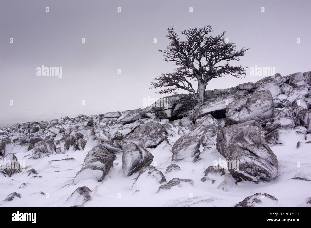 Lone briar on snow-covered limestone cliff, Fell End Clouds, near ...