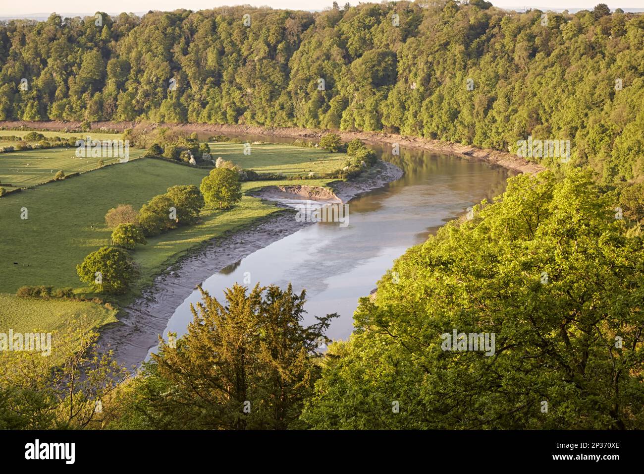 View of river with bank erosion at dawn, Lower Wyndcliff, Chepstow, River Wye, Lower Wye Valley ...
