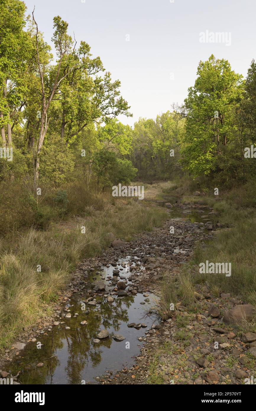 View of river and forest habitat, Kanha N. P. Madhya Pradesh, India ...