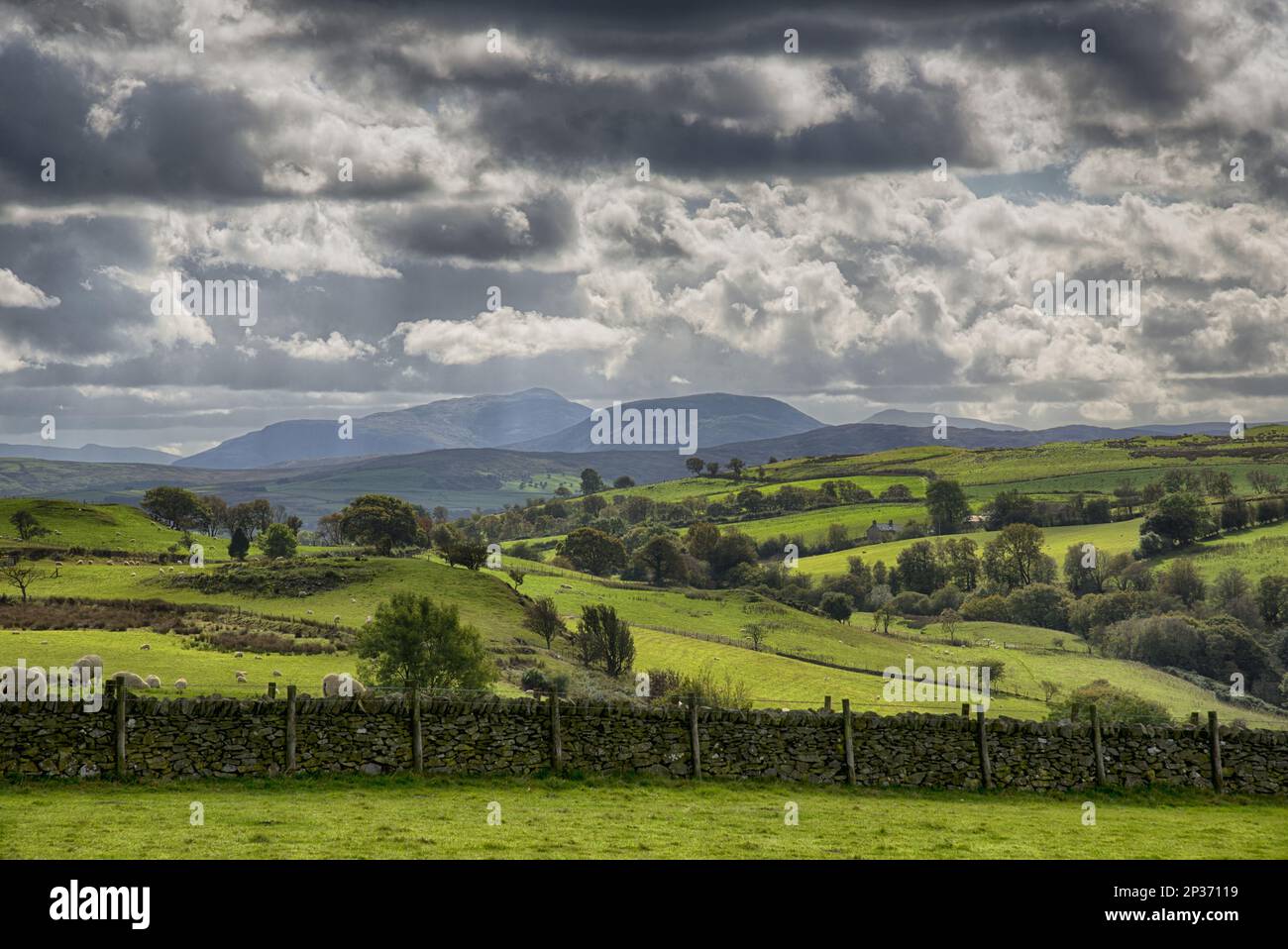 View of dry stone wall and farmland, looking towards Snowdonia N. P ...