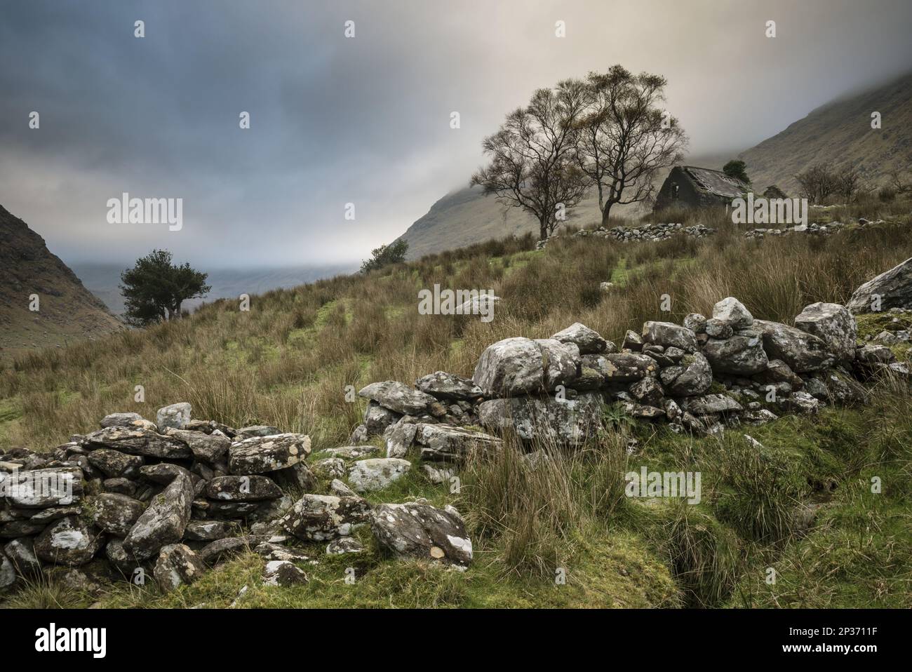 View of drystone walls and abandoned farmhouse, Black Valley ...
