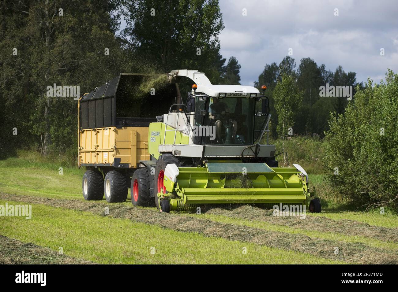 Claas Jaguar 850 self-propelled forage harvester, grass chopper and ...