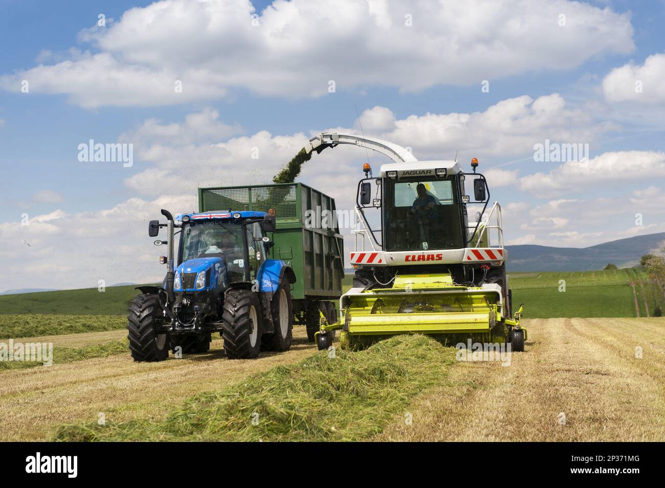 Claas Jaguar self-propelled forage harvester chopping grass and loading ...