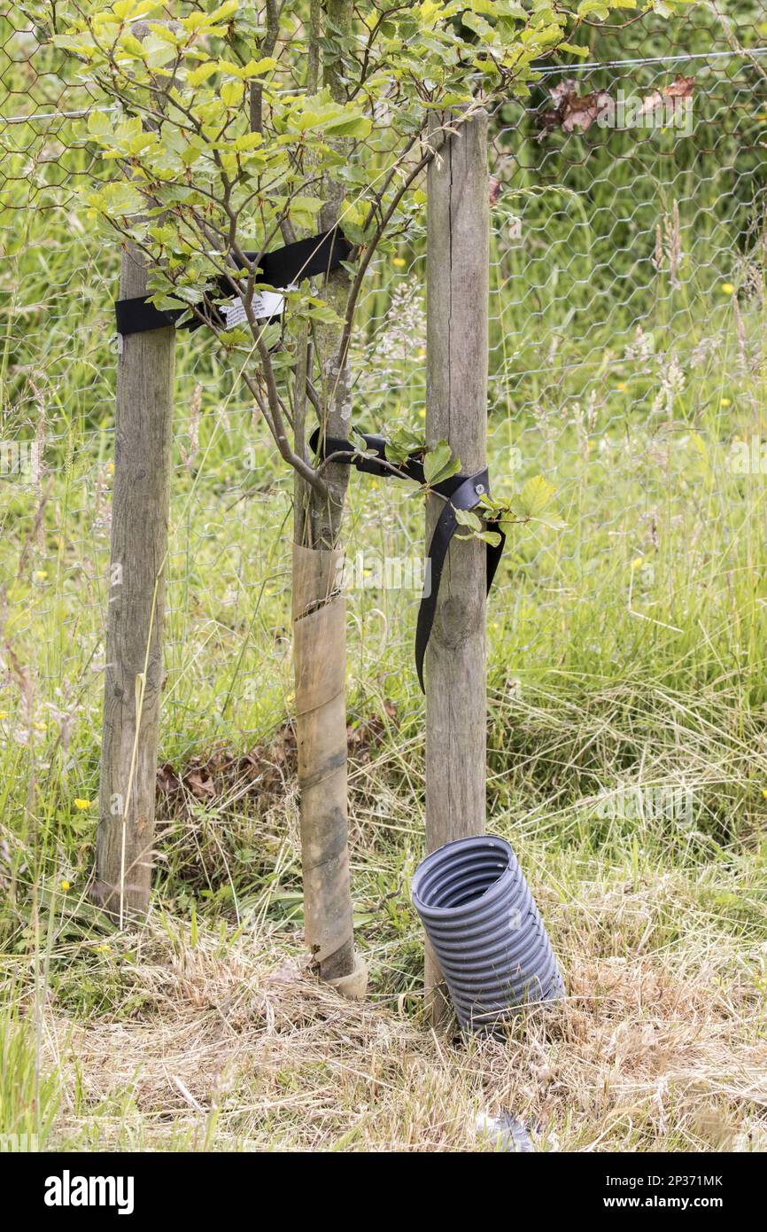 Newly planted tree with irrigation funnel to direct water to the roots ...