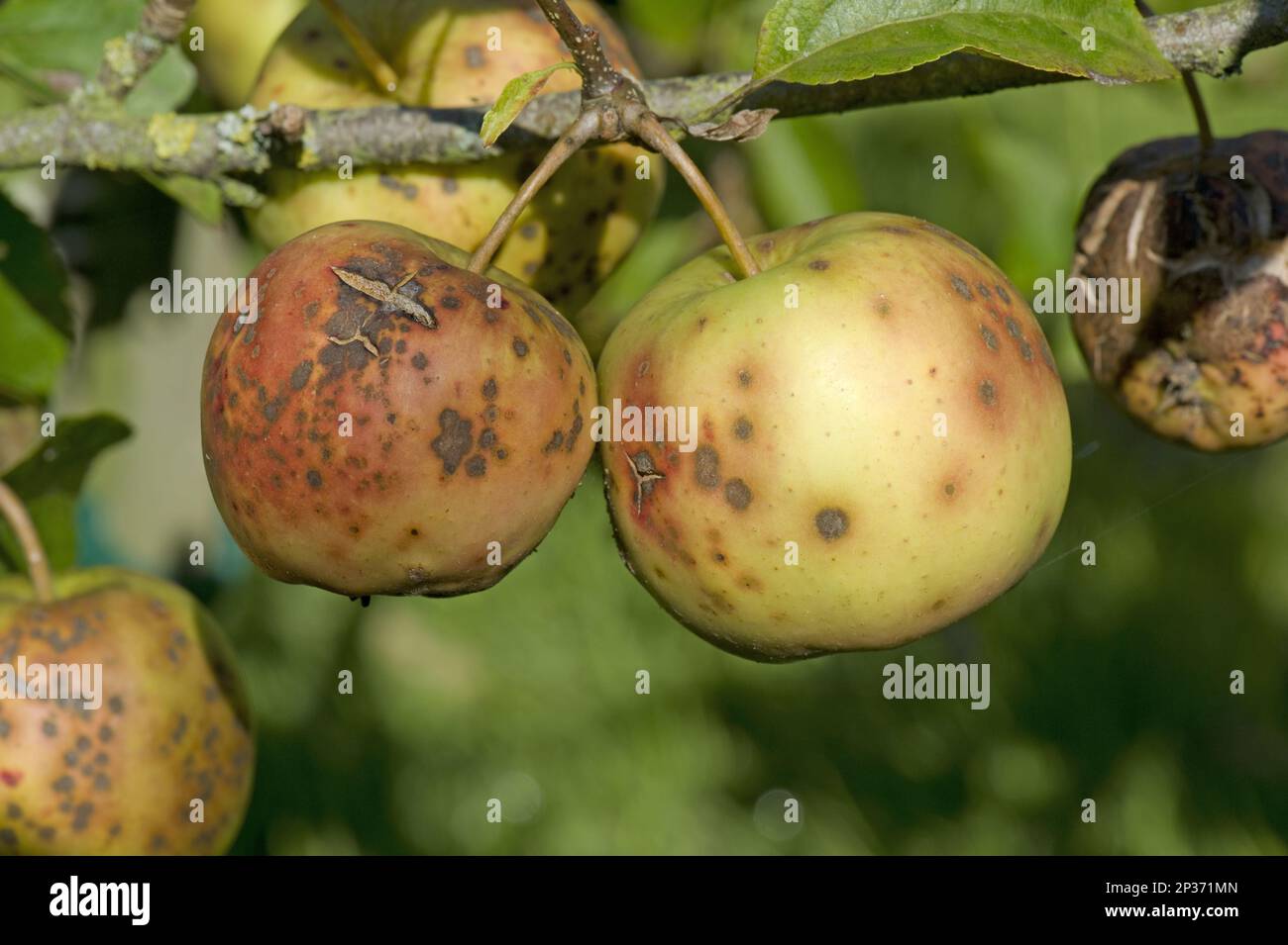 Golden delicious apples heavily infested with apple scab, Venturia ...