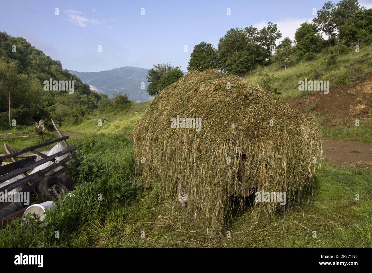 Freshly cut hay Stock Photo - Alamy