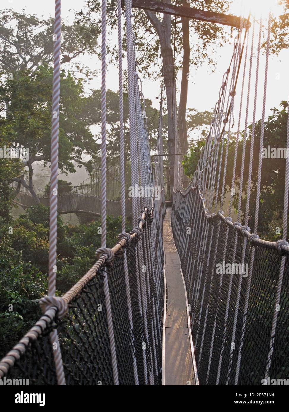 View along canopy walkway through tropical rainforest in early morning ...