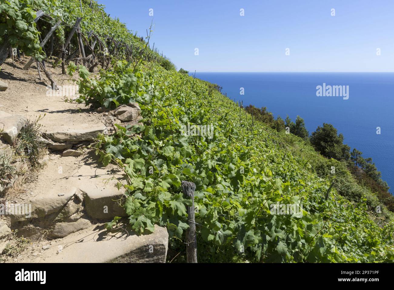 Vineyards growing on steep slope hi-res stock photography and images ...