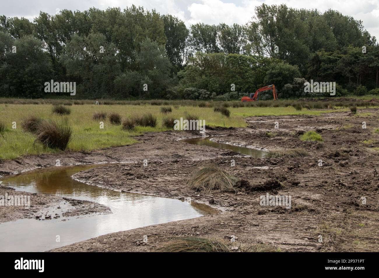 A shallow water channel cut into the marsh habitat to increase water ...